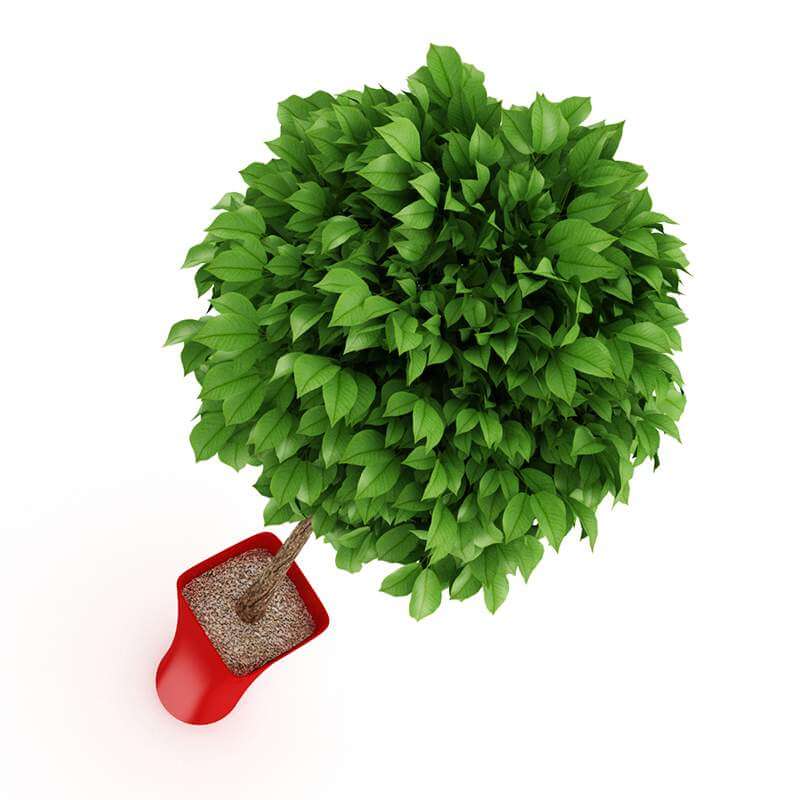 Potted Tree - 3D Model by cgaxis