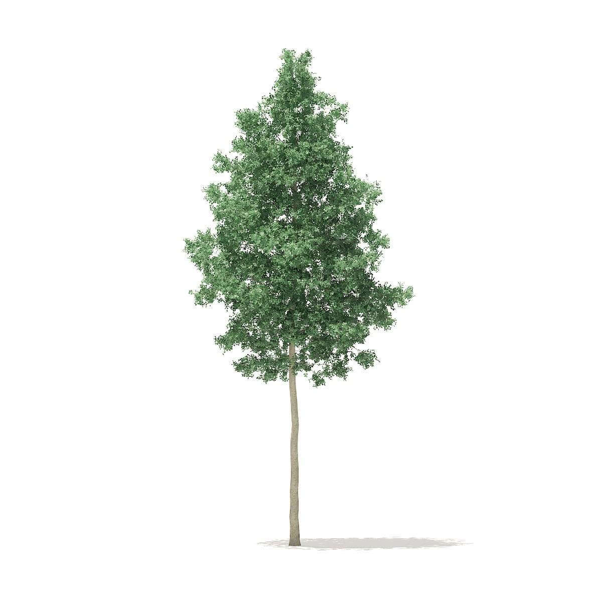 Quaking Aspen 9.7m - 3D Model by cgaxis