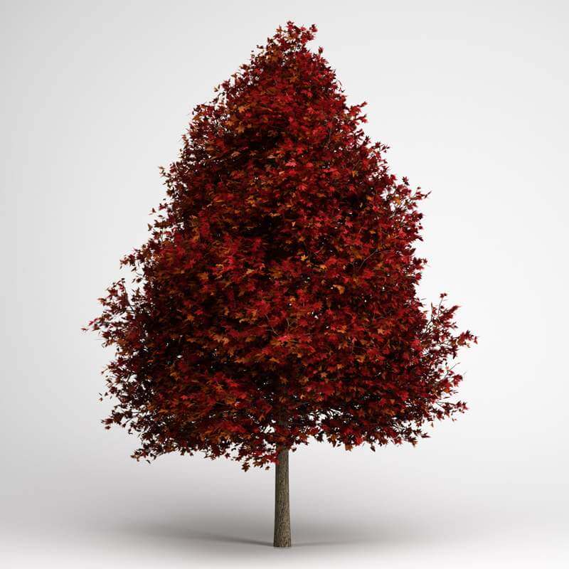 Red American Sweetgum 10 - 3D Model by cgaxis