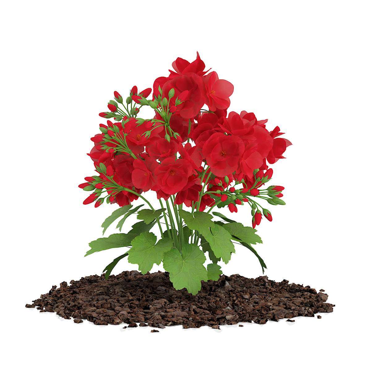 Red Geraniums (Geranium Caespitosum) - 3D Model by cgaxis