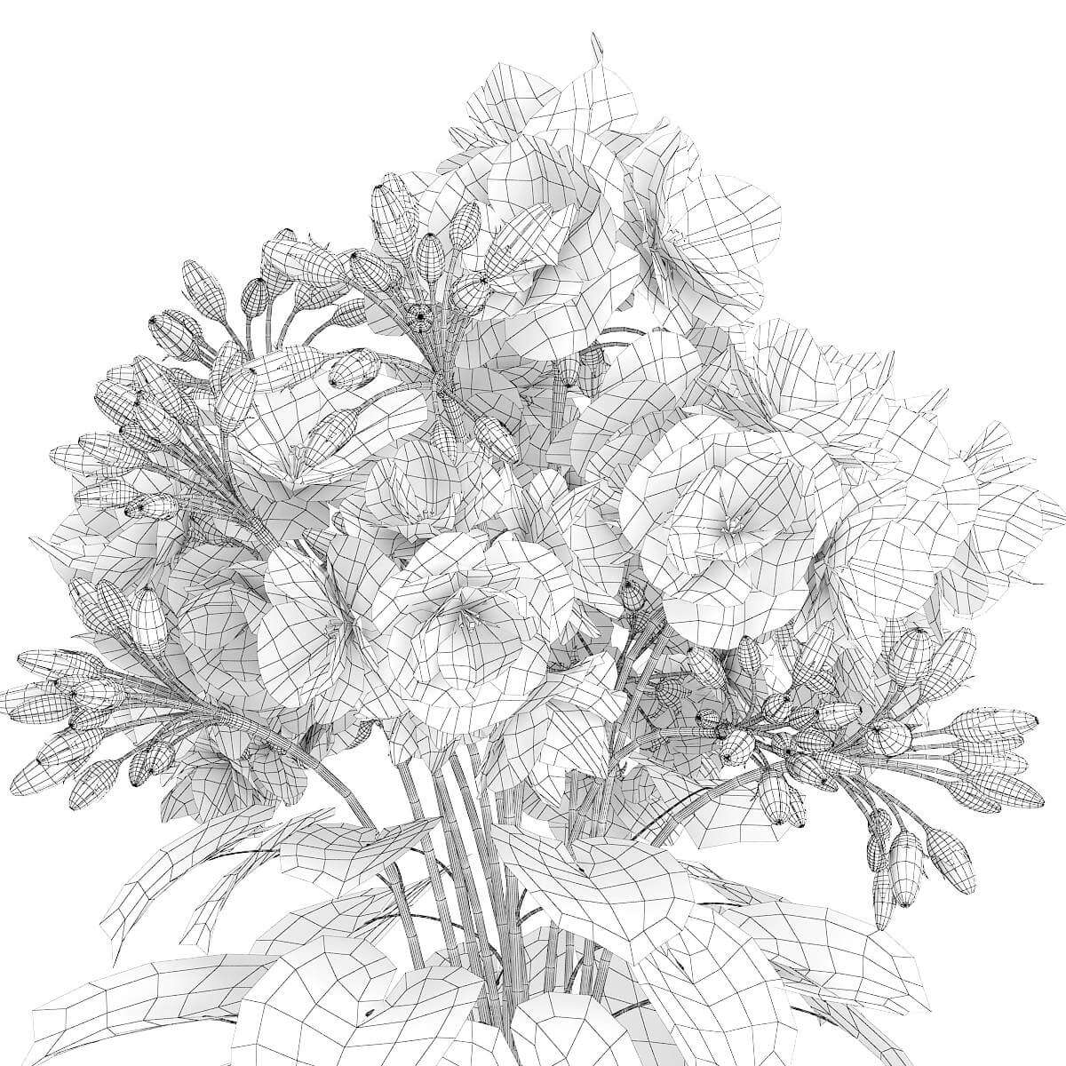 Red Geraniums (Geranium Caespitosum) - 3D Model by cgaxis