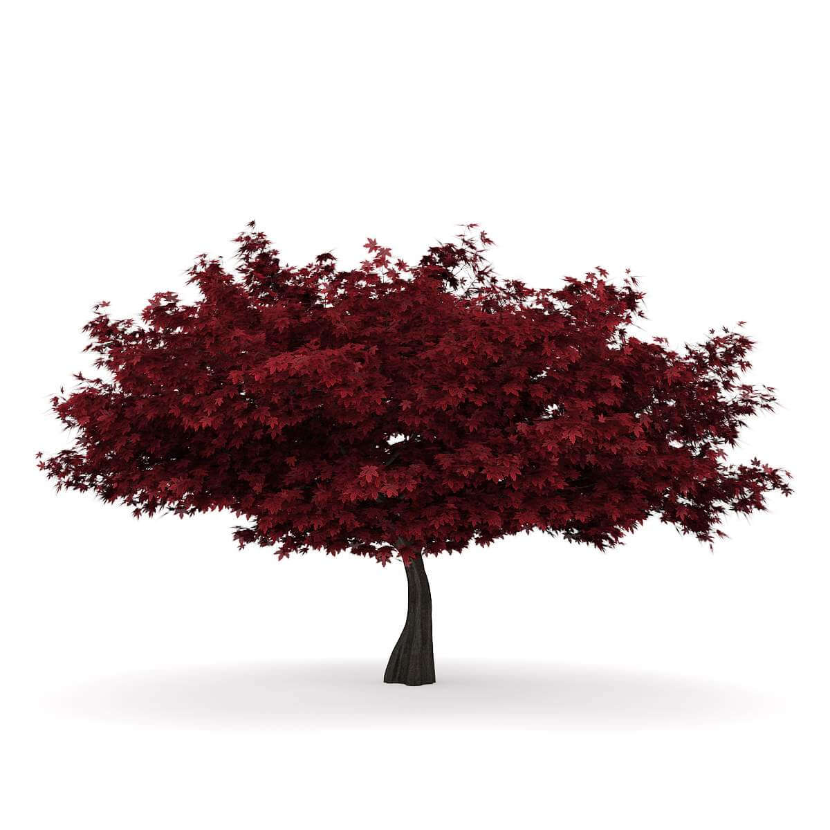 Red Maple 1 (Acer Rubrum) - 3D Model by cgaxis
