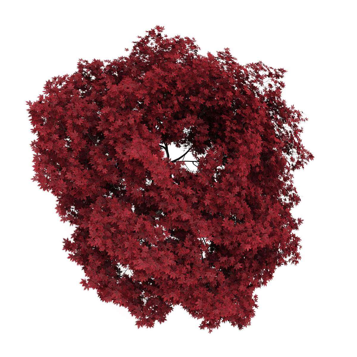 Red Maple 1 (Acer Rubrum) - 3D Model by cgaxis