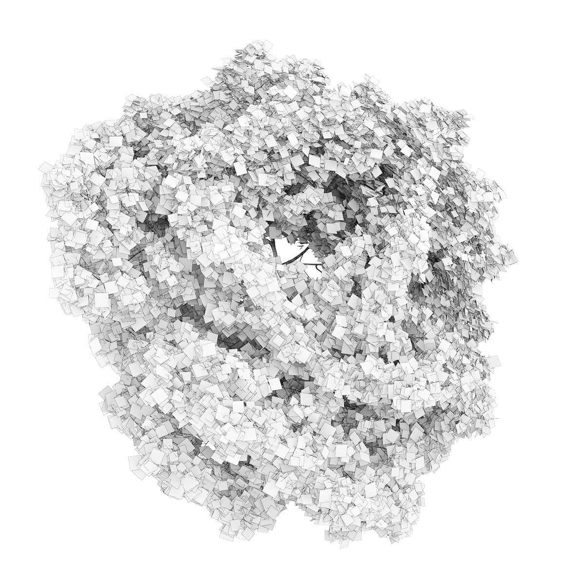 Red Maple 1 (Acer Rubrum) - 3D Model by cgaxis