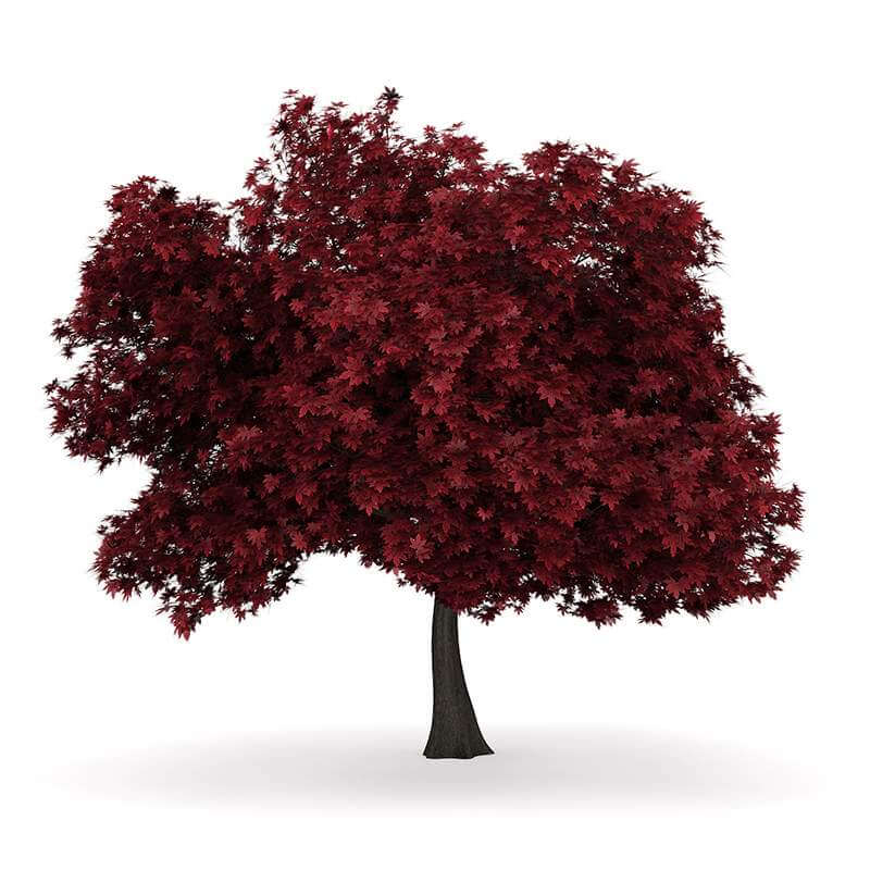 Red Maple 2 (Acer Rubrum) - 3D Model by cgaxis
