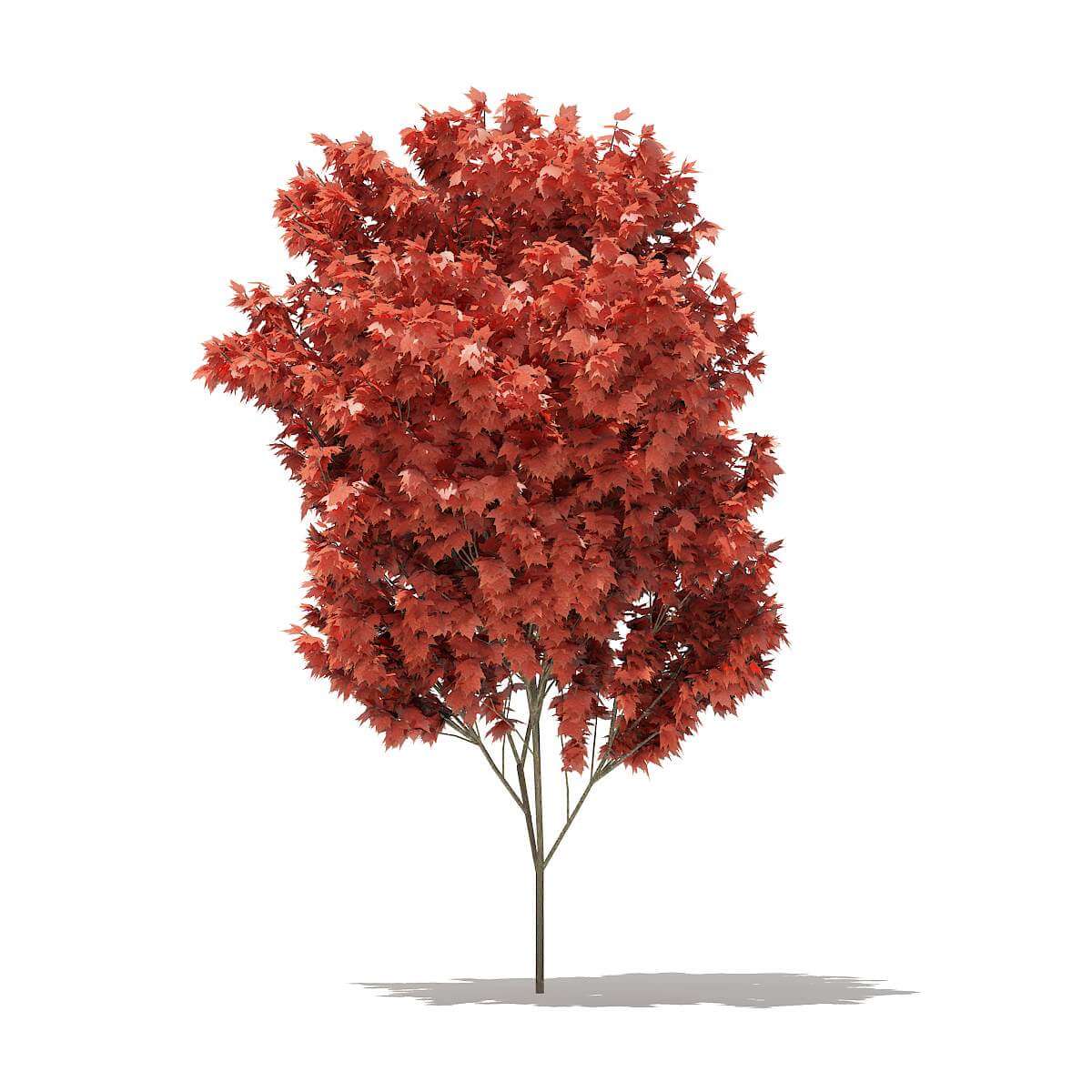 Red Maple (Acer Rubrum) 4.7m - 3D Model by cgaxis