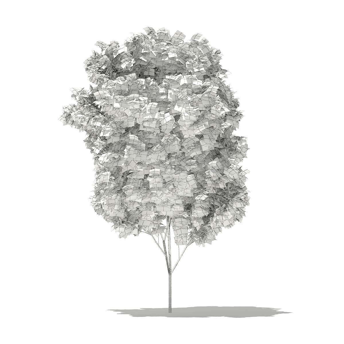 Red Maple (Acer Rubrum) 4.7m - 3D Model by cgaxis