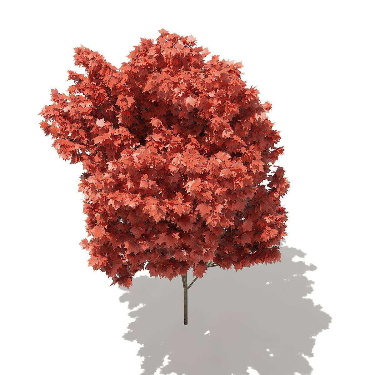 Red Maple (Acer Rubrum) 4.7m - 3D Model by cgaxis