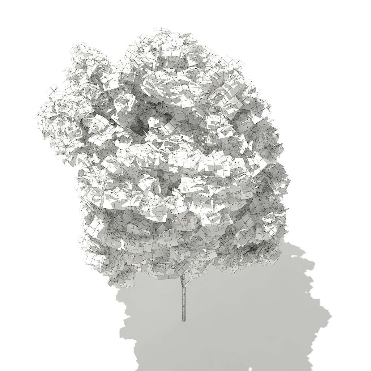 Red Maple (Acer Rubrum) 4.7m - 3D Model by cgaxis