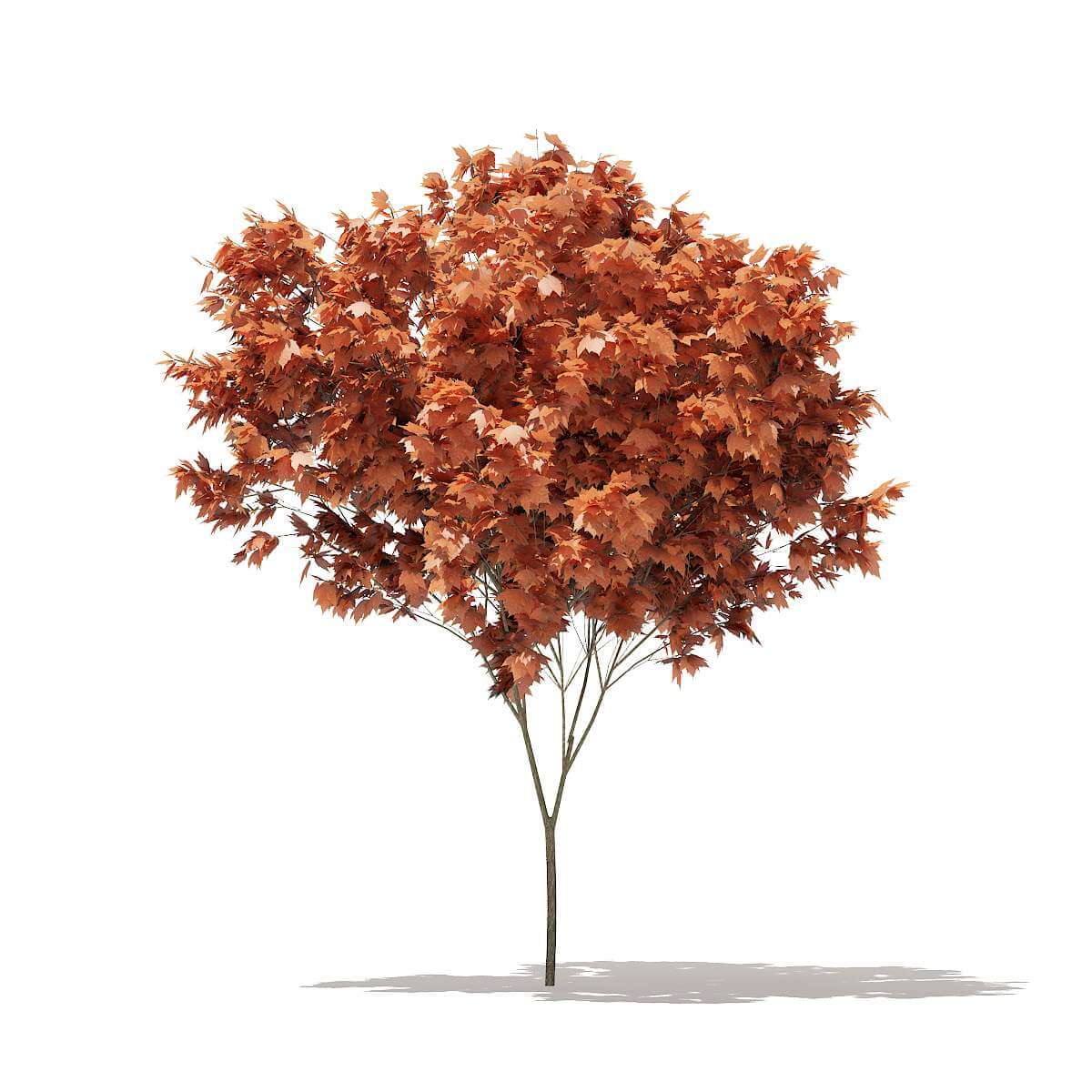 Red Maple (Acer Rubrum) 4m - 3D Model by cgaxis