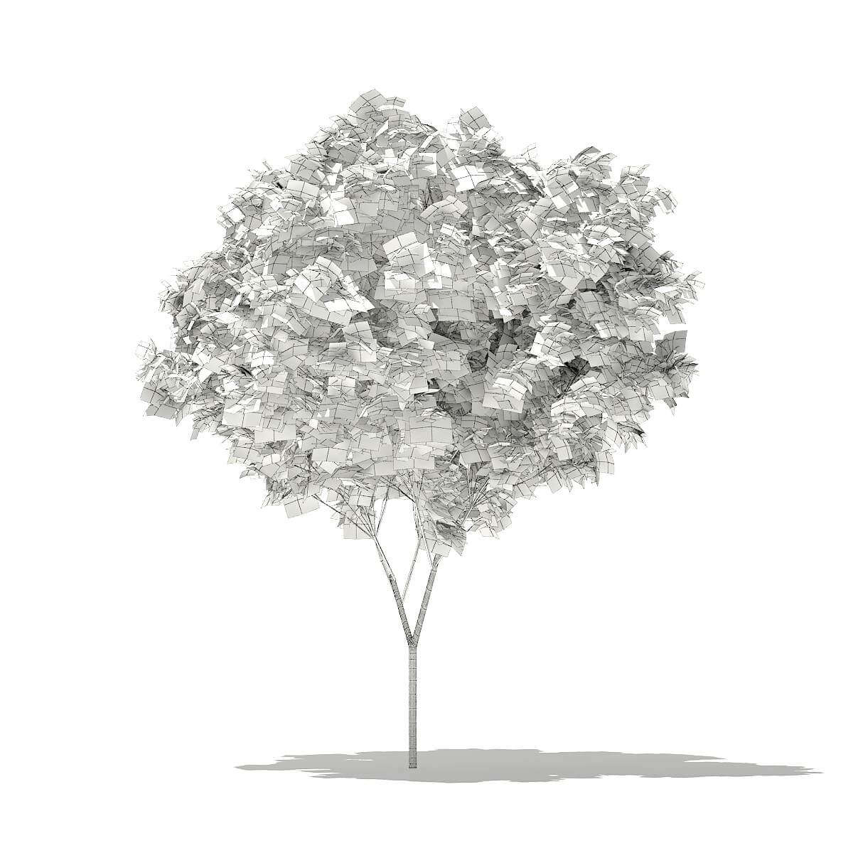 Red Maple (Acer Rubrum) 4m - 3D Model by cgaxis