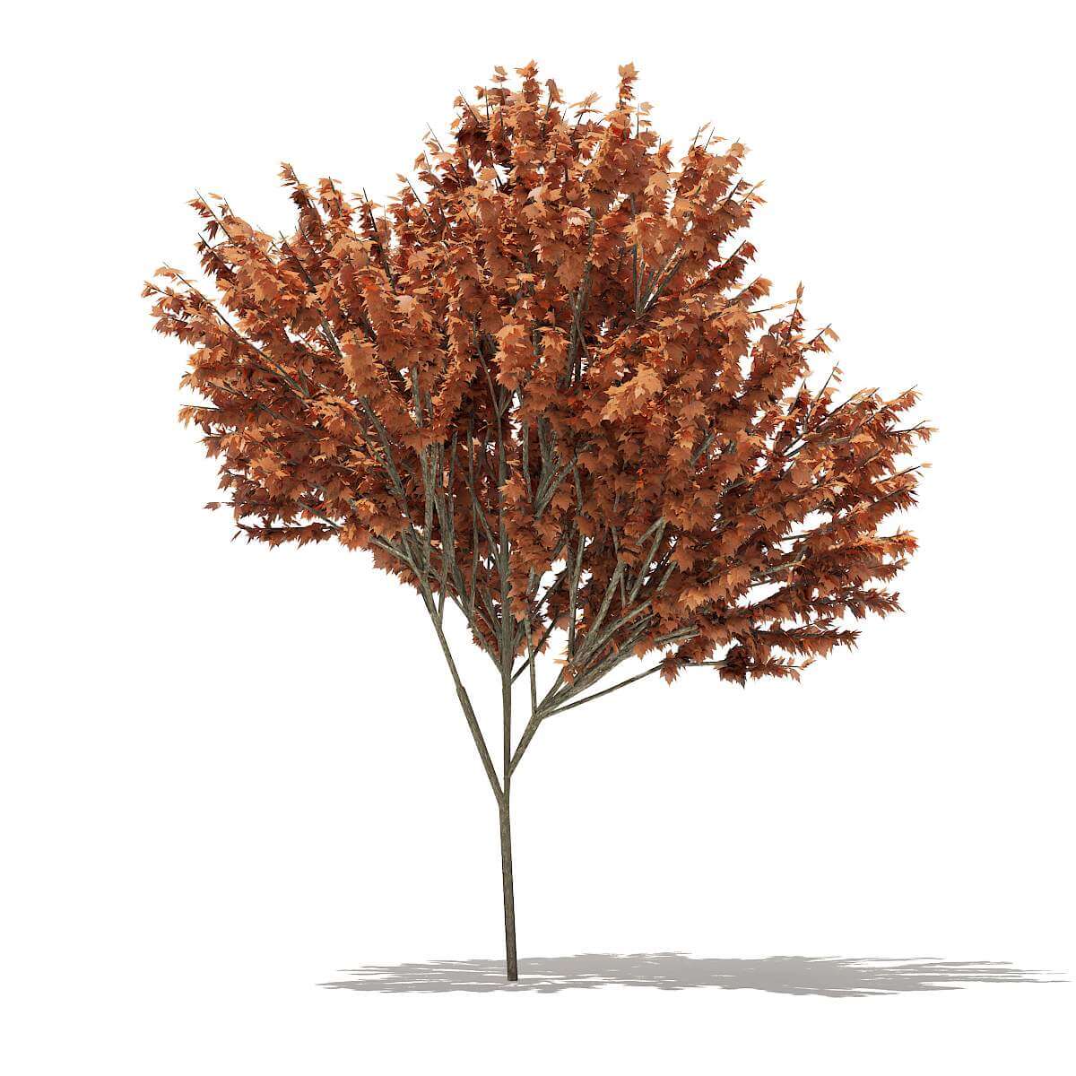 Red Maple (Acer Rubrum) 5.7m - 3D Model by cgaxis