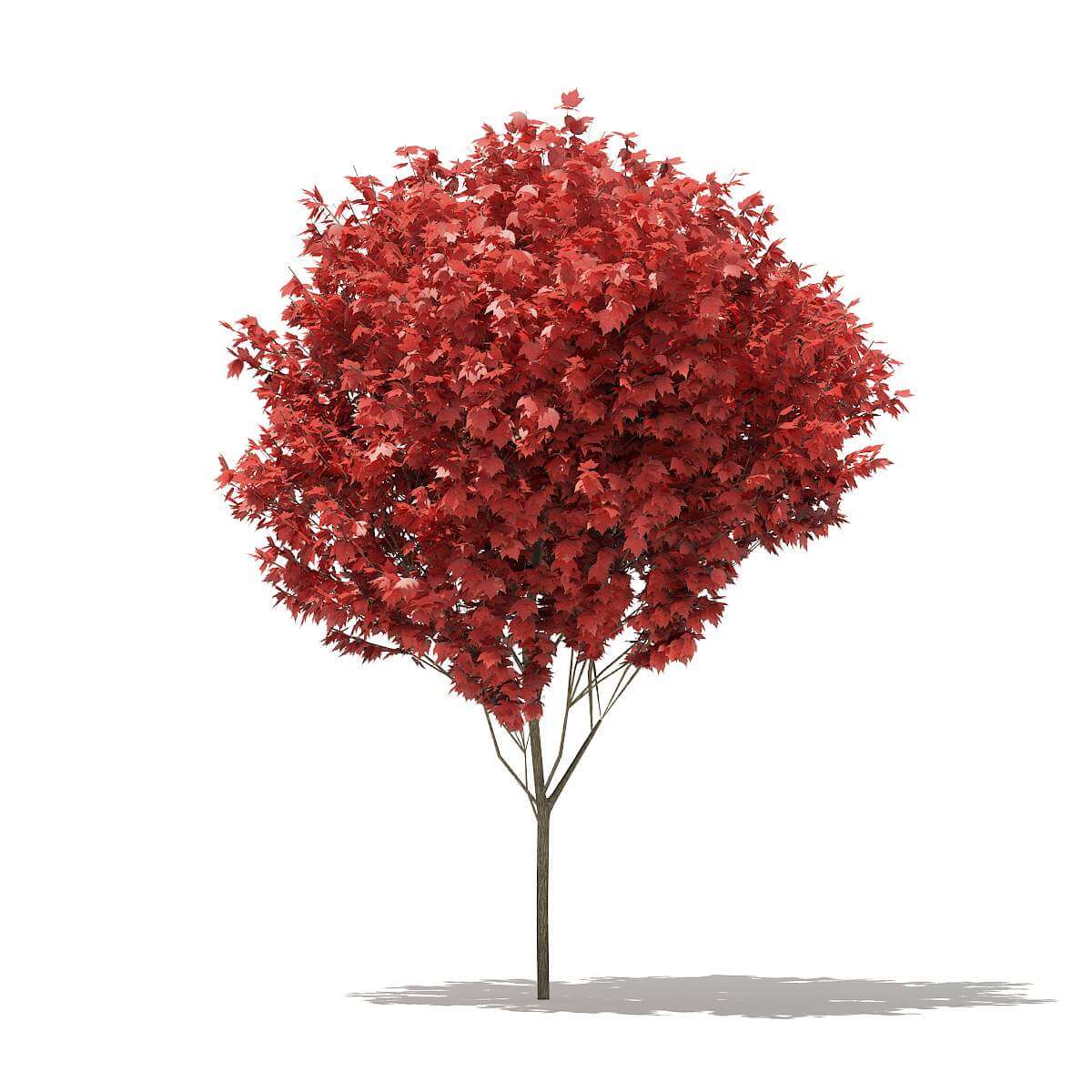 Red Maple (Acer Rubrum) 5m - 3D Model by cgaxis