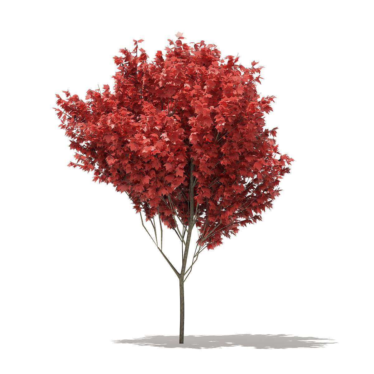 Red Maple (Acer Rubrum) 5m - 3D Model by cgaxis