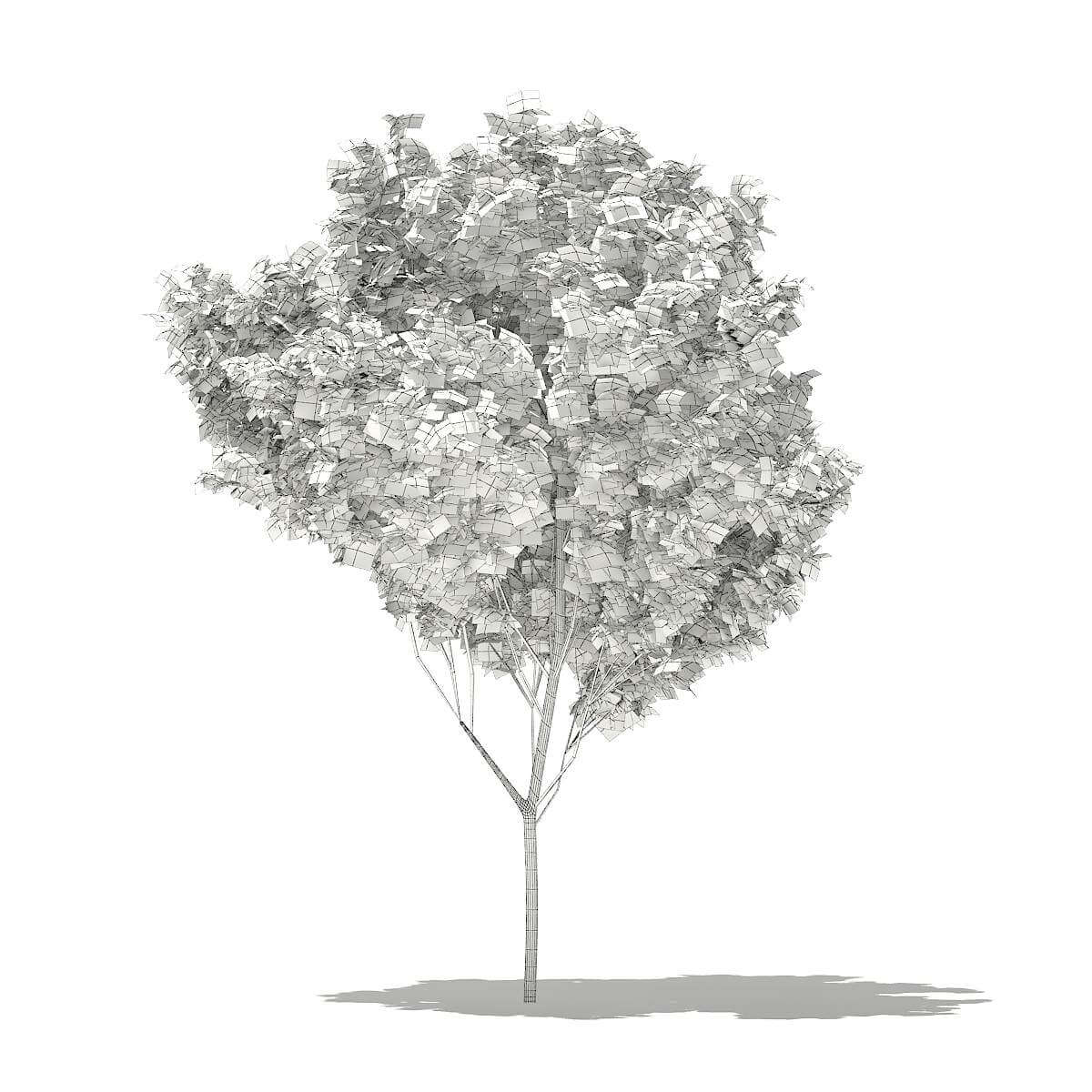 Red Maple (Acer Rubrum) 5m - 3D Model by cgaxis