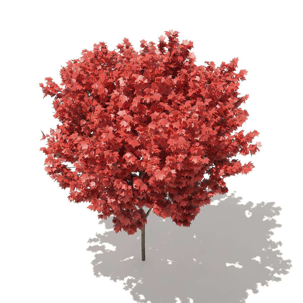 Red Maple (Acer Rubrum) 5m - 3D Model by cgaxis