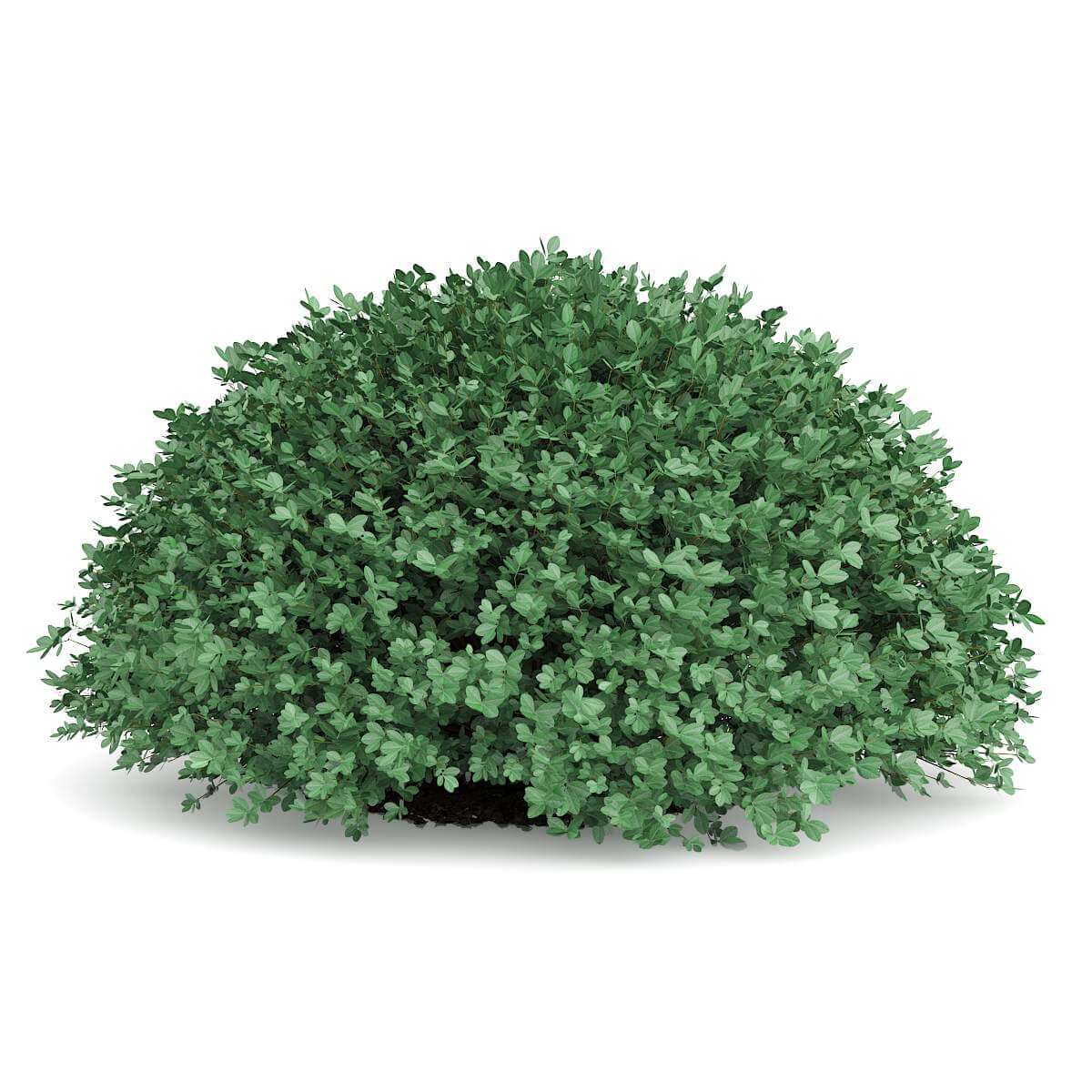 Round Boxwood Plant (Buxus Sempervirens) - 1 by cgaxis