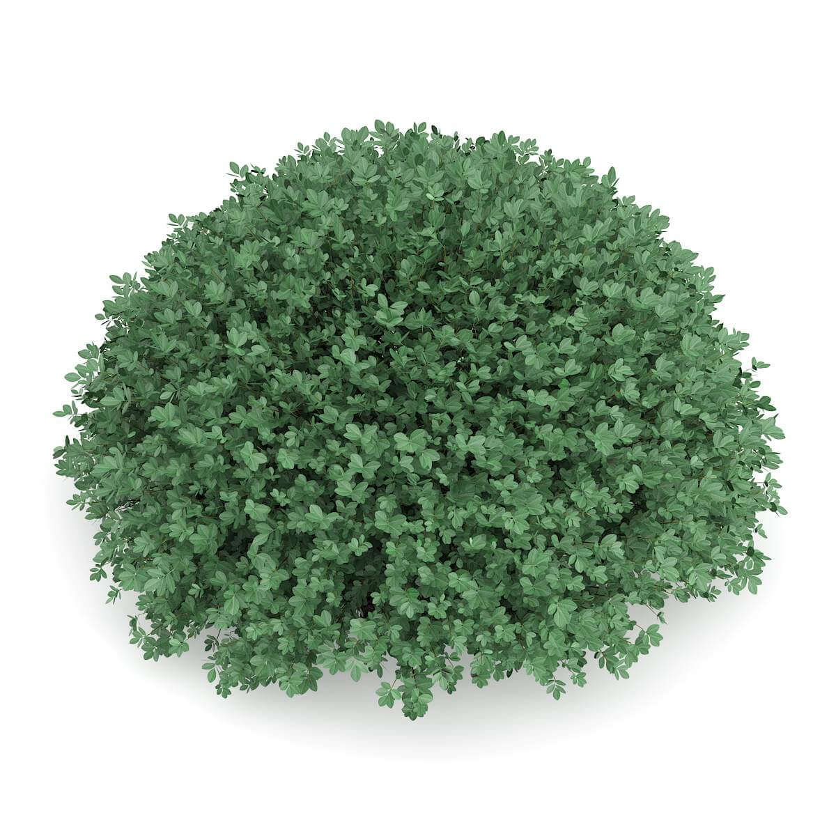 Round Boxwood Plant (Buxus Sempervirens) - 1 by cgaxis