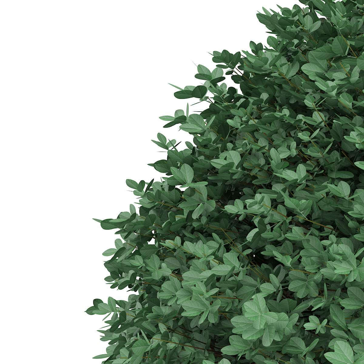 Round Boxwood Plant (Buxus Sempervirens) - 1 by cgaxis