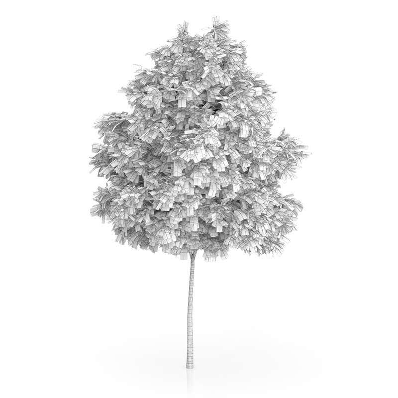 Rowan Tree (Sorbus Aucuparia) 6.2m - 3D Model by cgaxis