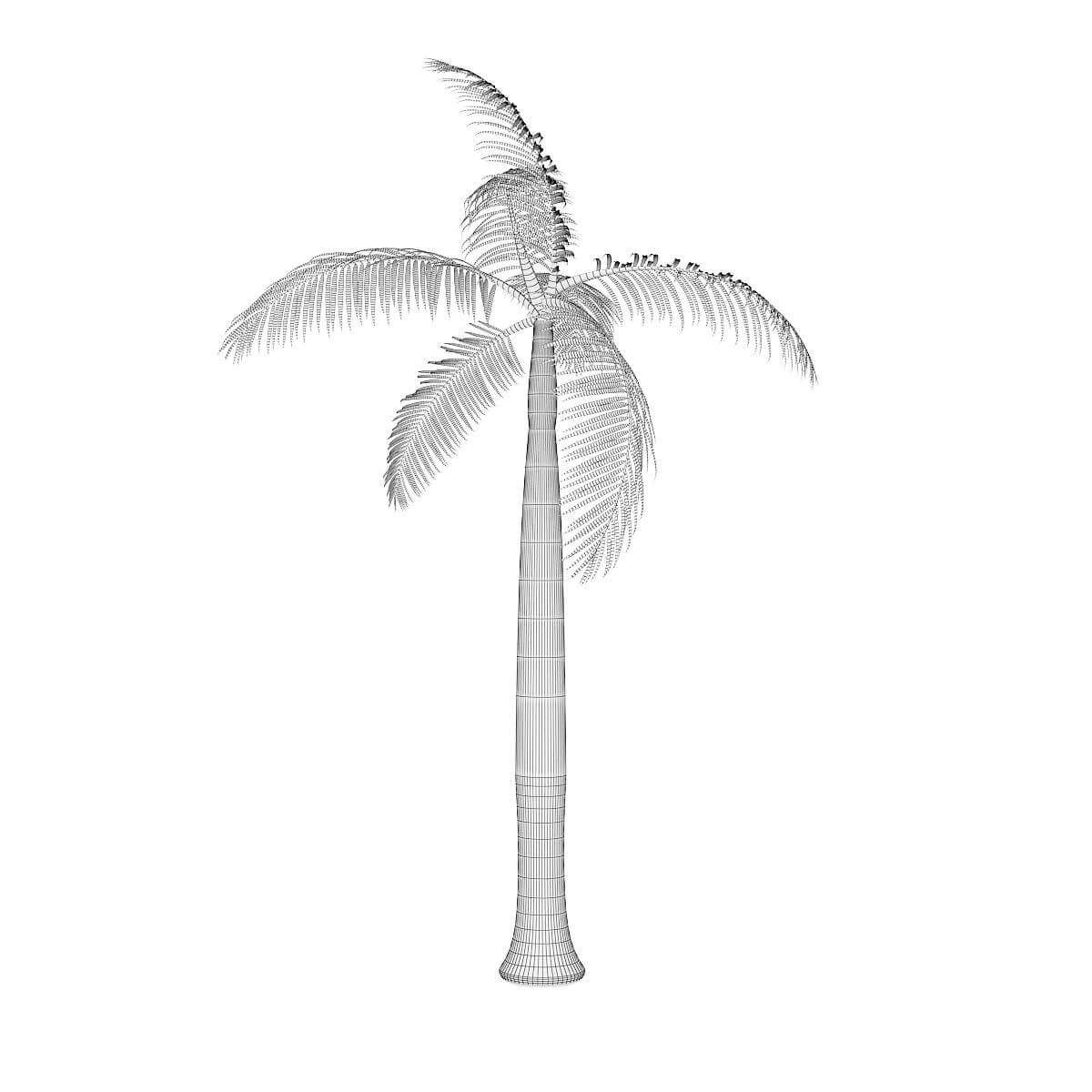 Royal Palm - 3D Model by cgaxis