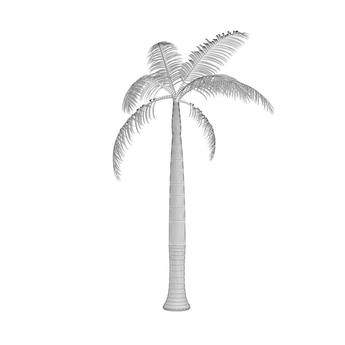 Royal Palm Drawing