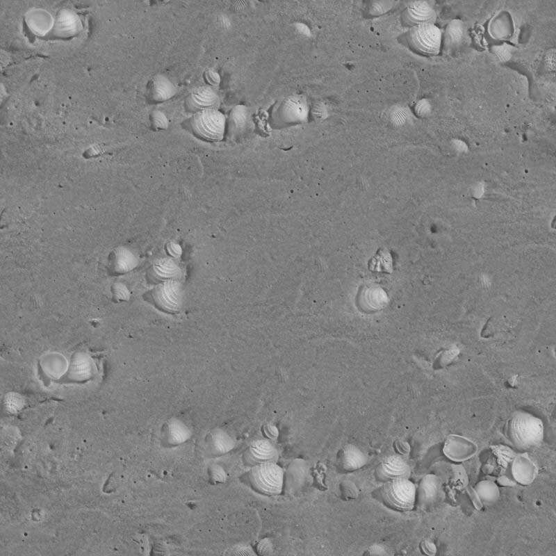 Sand with Shells PBR Texture by cgaxis