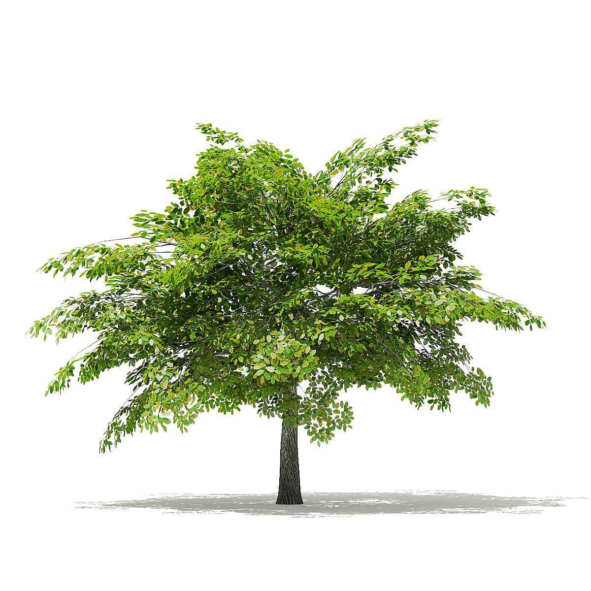 Scotch Elm 4m - 3D Model by cgaxis