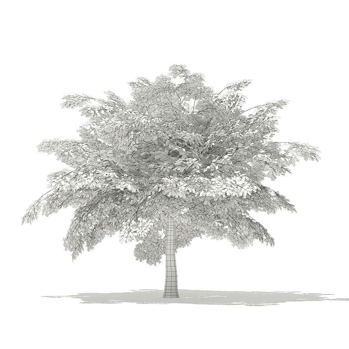 Scotch Elm 4m - 3D Model by cgaxis