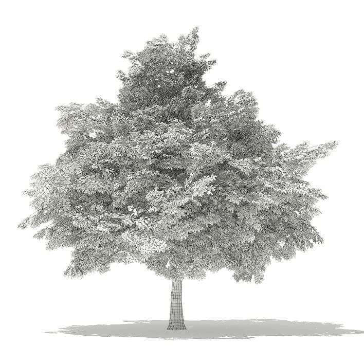 Scotch Elm 6.8m - 3D Model by cgaxis