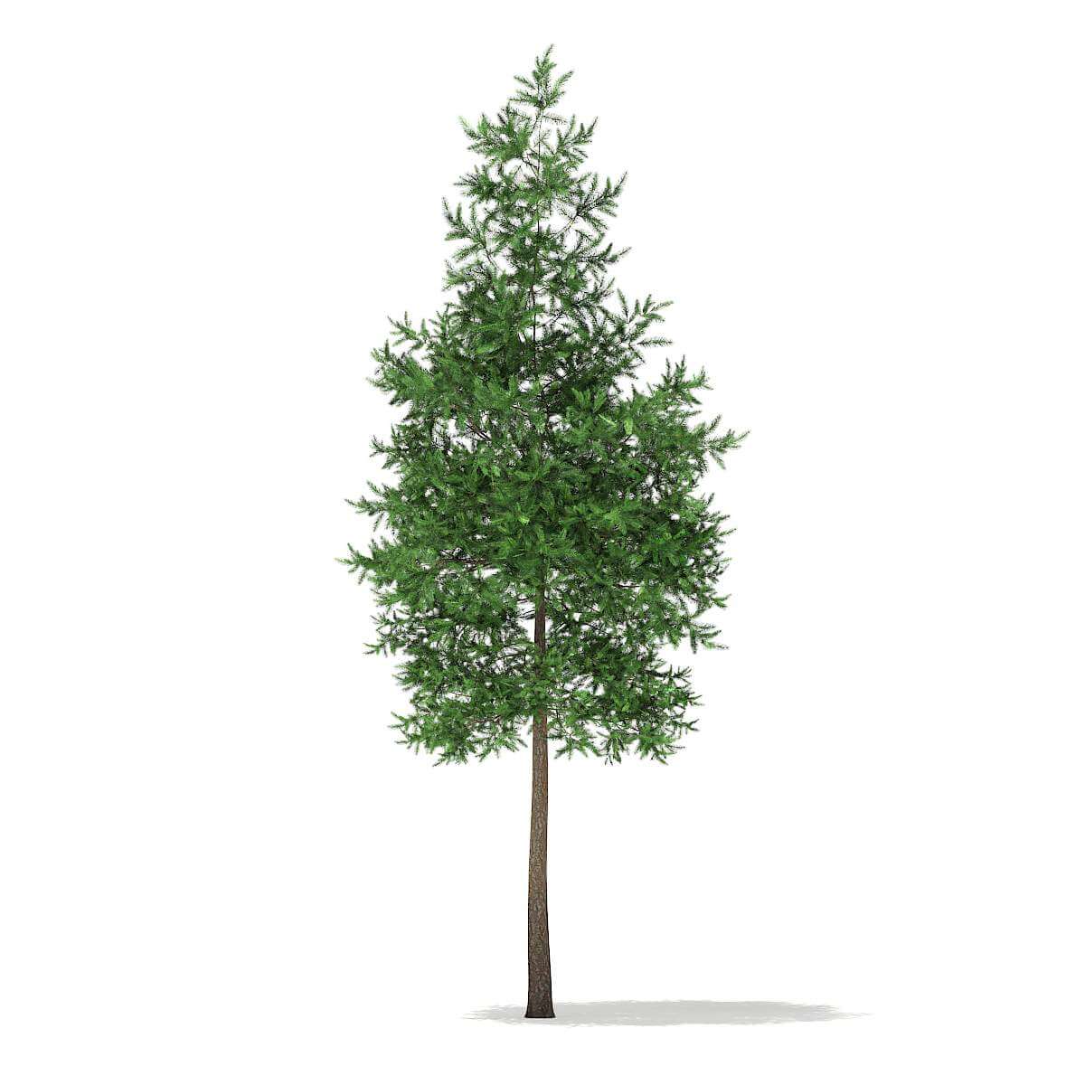 Scots Pine Tree (Pinus sylvestris) 8.4m - 3D Model by cgaxis