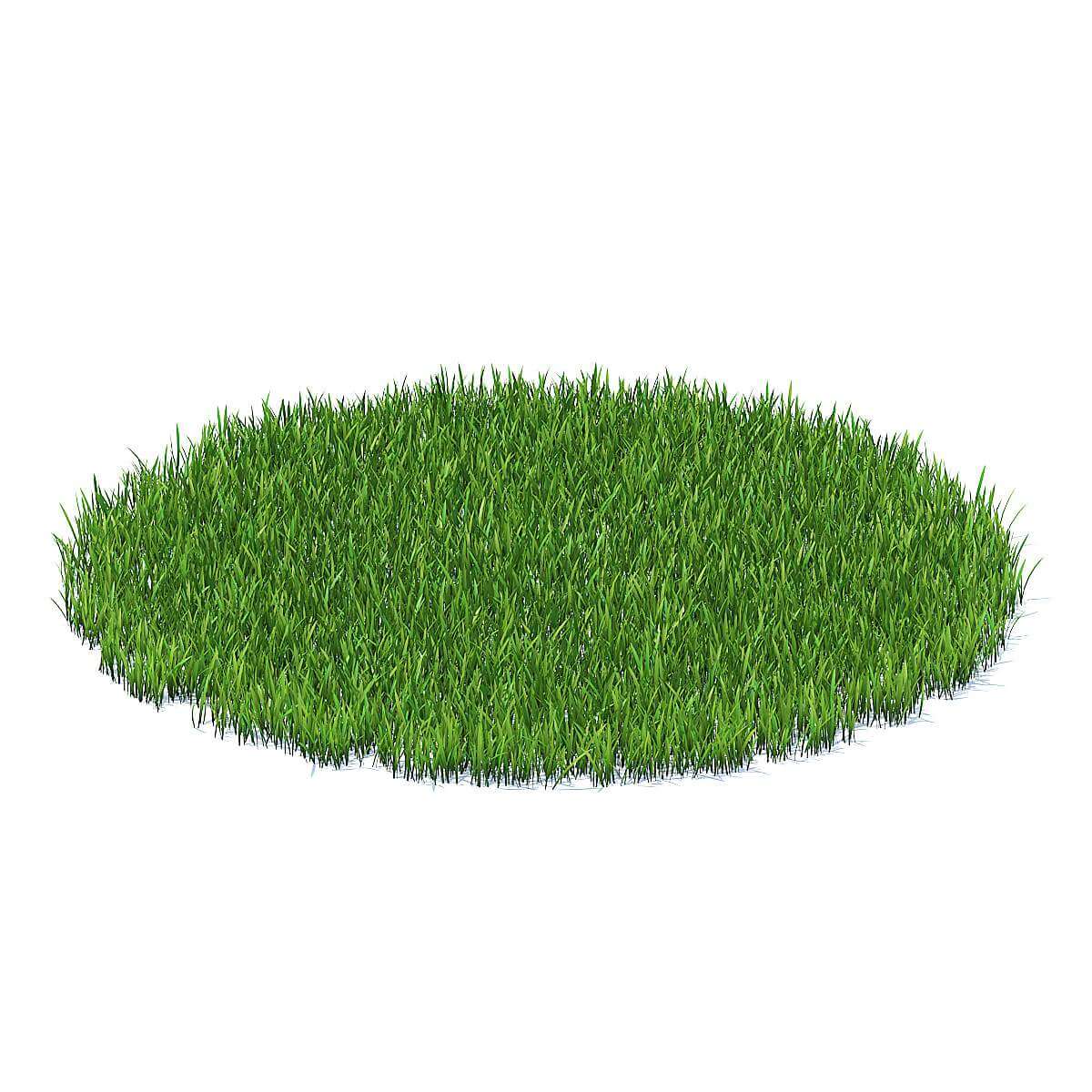 Short Grass - 3D Model by cgaxis