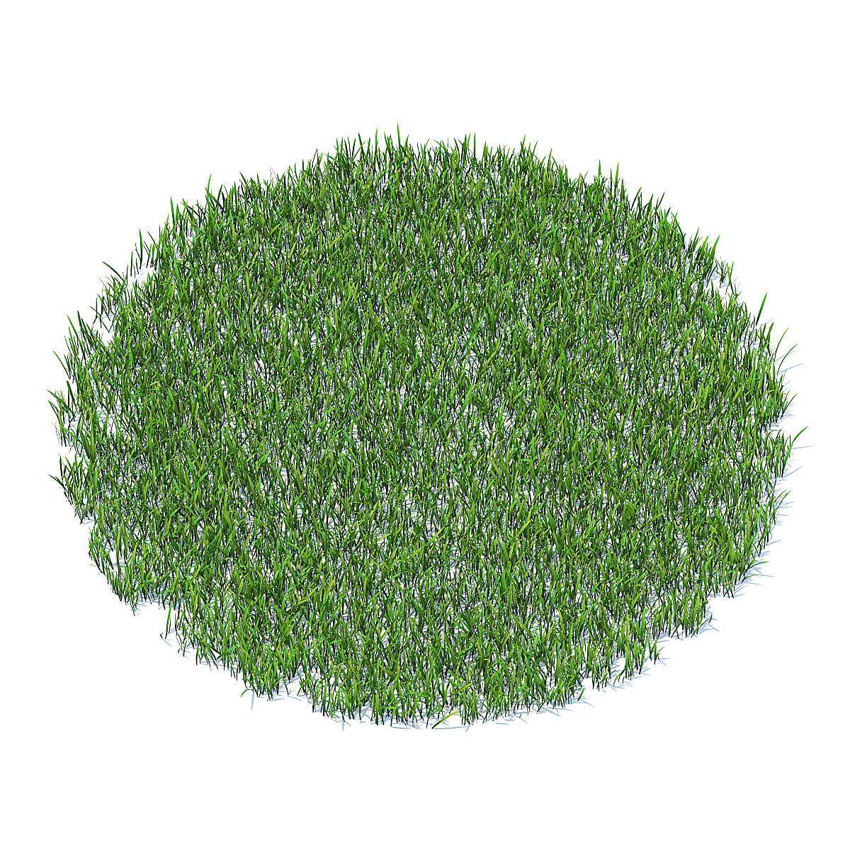Short Grass - 3D Model by cgaxis