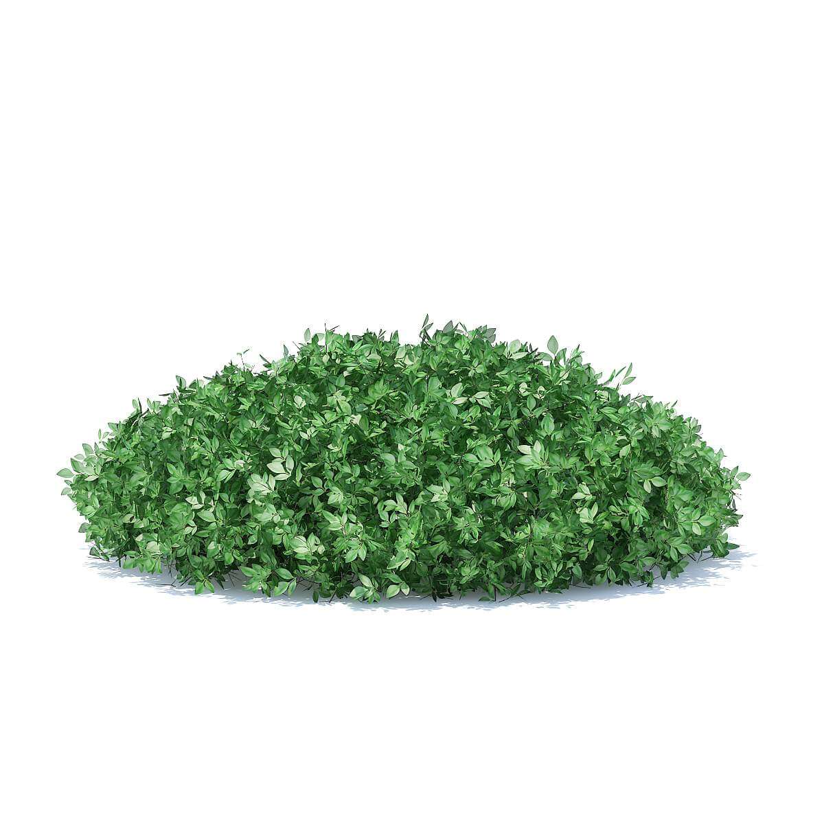 Short Round Hedge - 3D Model by cgaxis