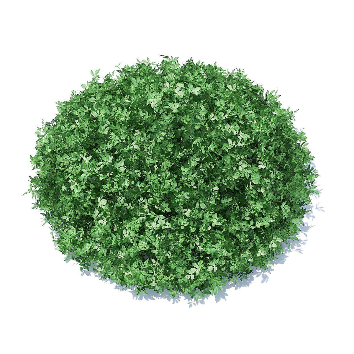 Short Round Hedge - 3D Model by cgaxis