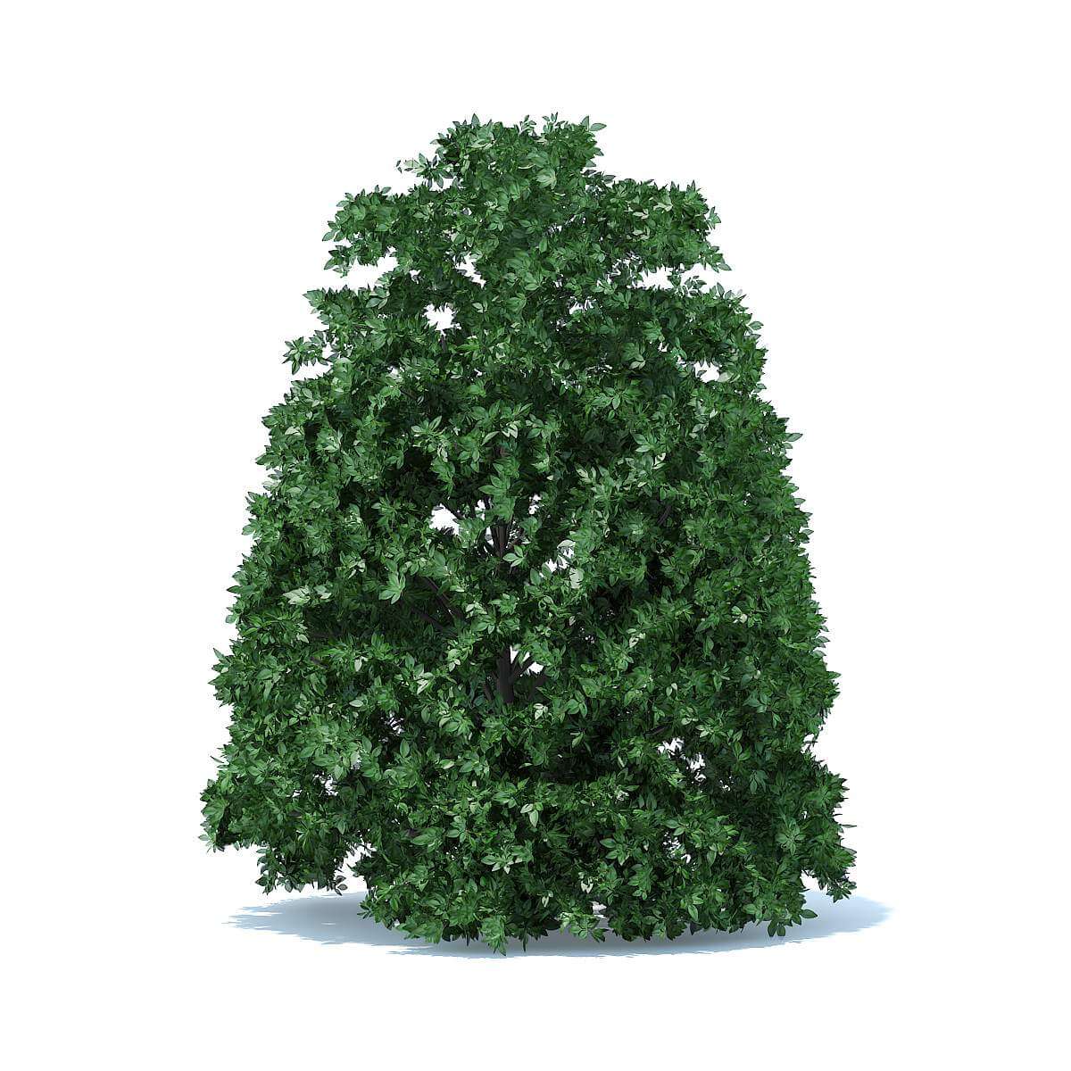 Shrub in Round Shape - 3D Model by cgaxis