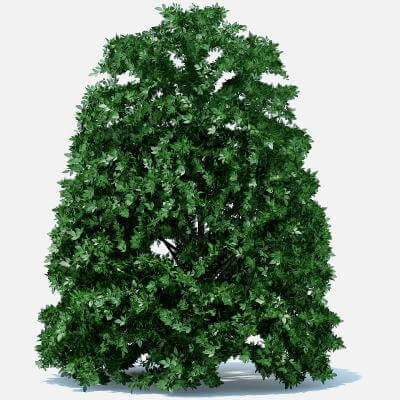 Shrub in Round Shape - 3D Model by cgaxis