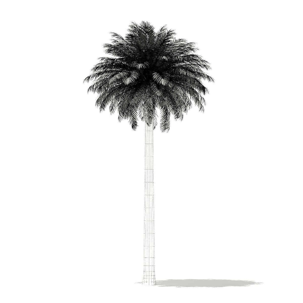 Silver Date Palm Tree 11.5m - 3D Model by cgaxis