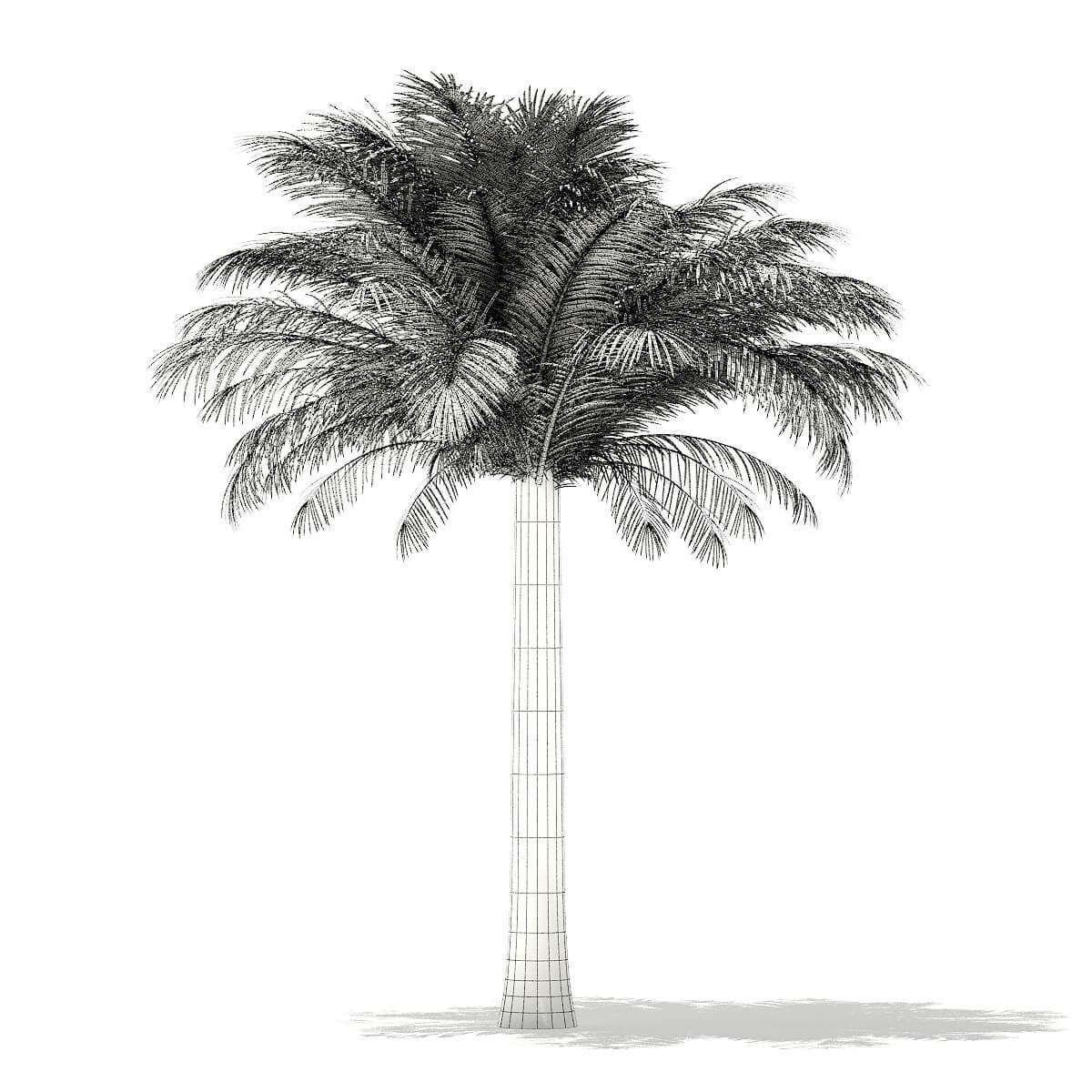 Silver Date Palm Tree 4.7m - 3D Model by cgaxis