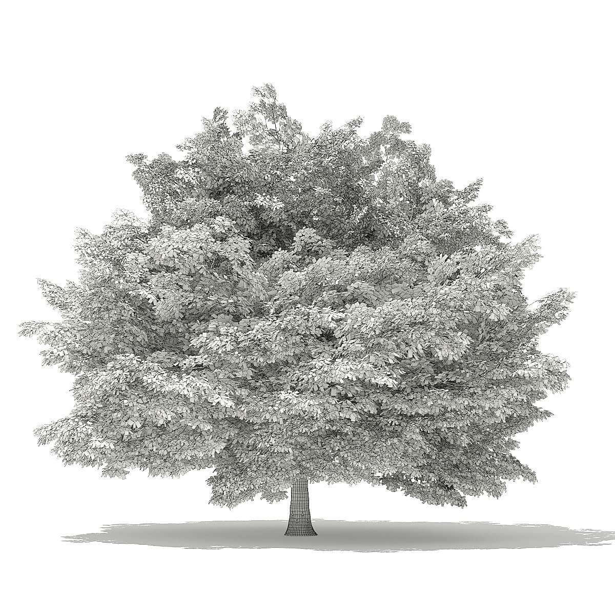 Silver Maple 14.6m - 3D Model by cgaxis
