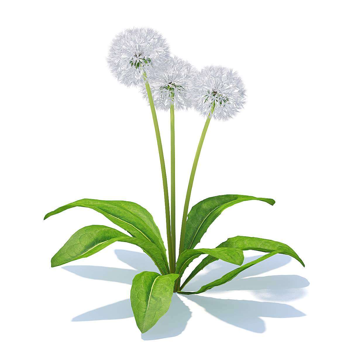 Sow-thistle 3D Model by cgaxis