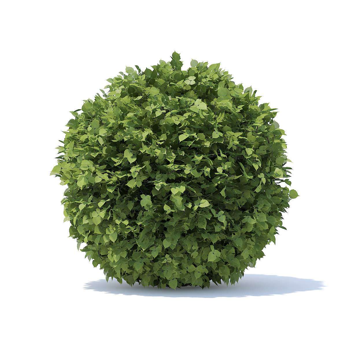 Spherical Hedge - 3D Model by cgaxis