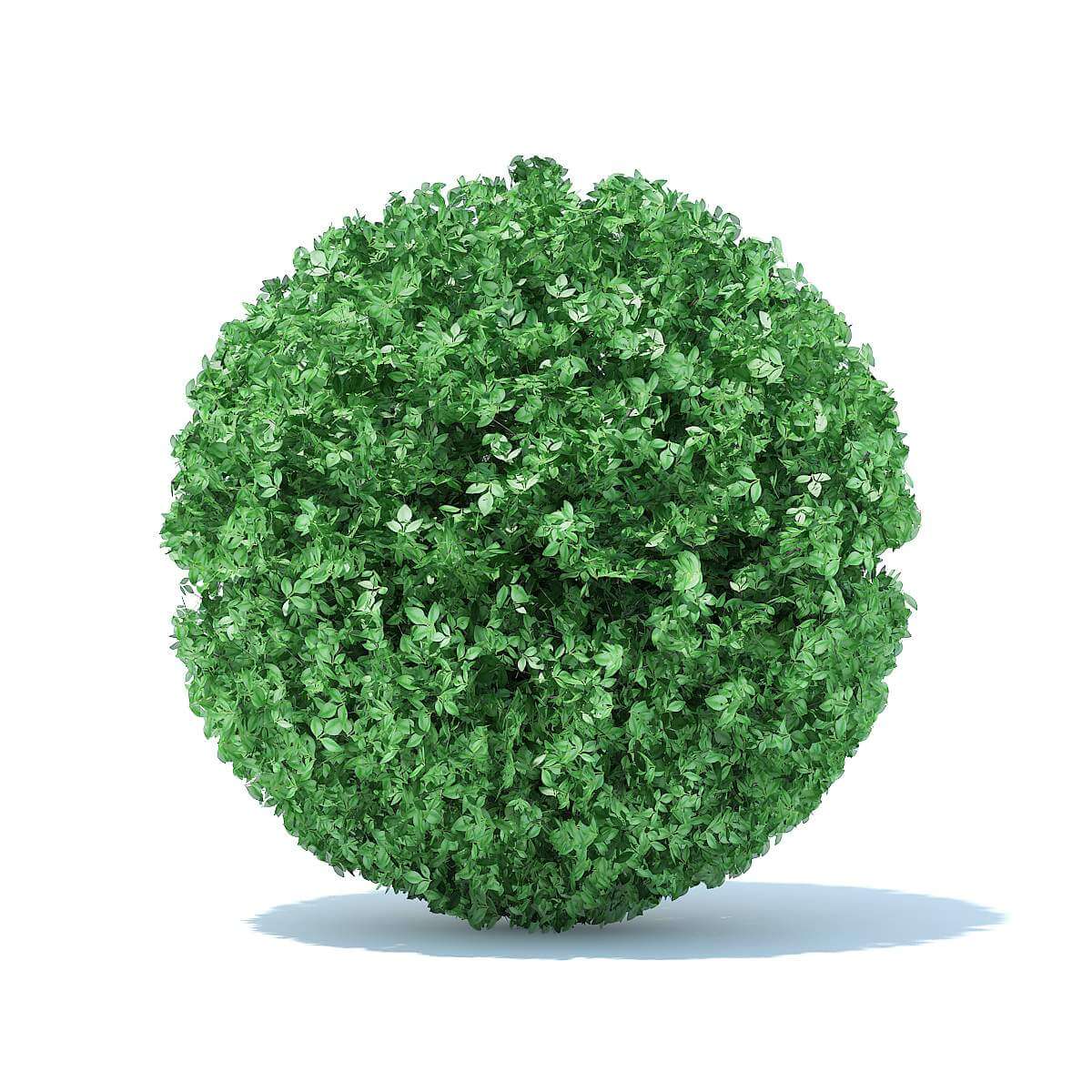Spherical Hedge - 3D Model by cgaxis