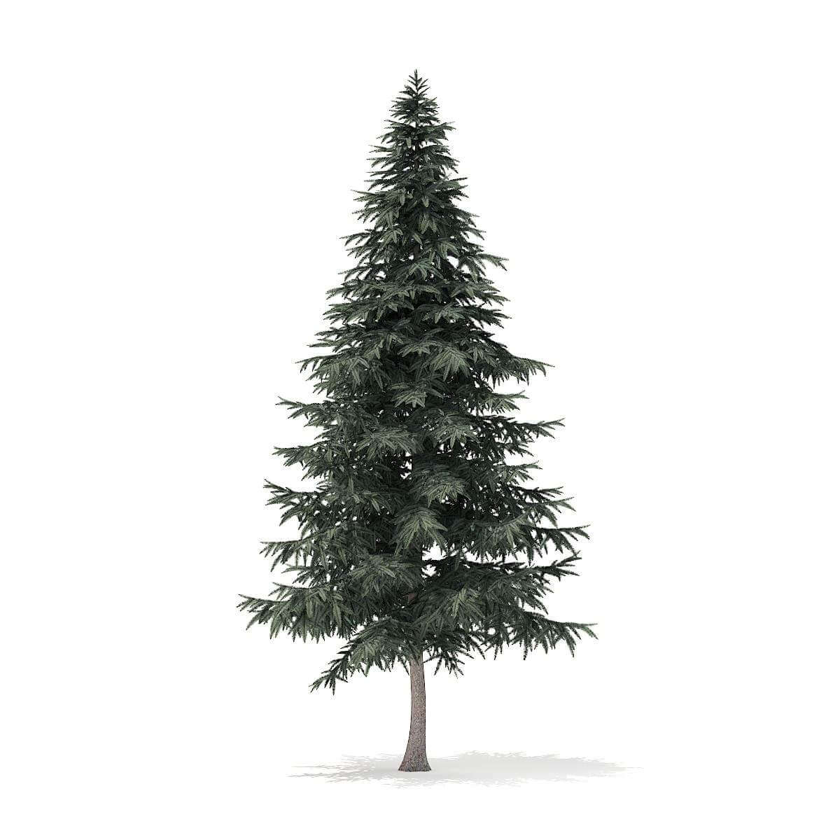 Spruce Tree 7.8m - 3D Model by cgaxis