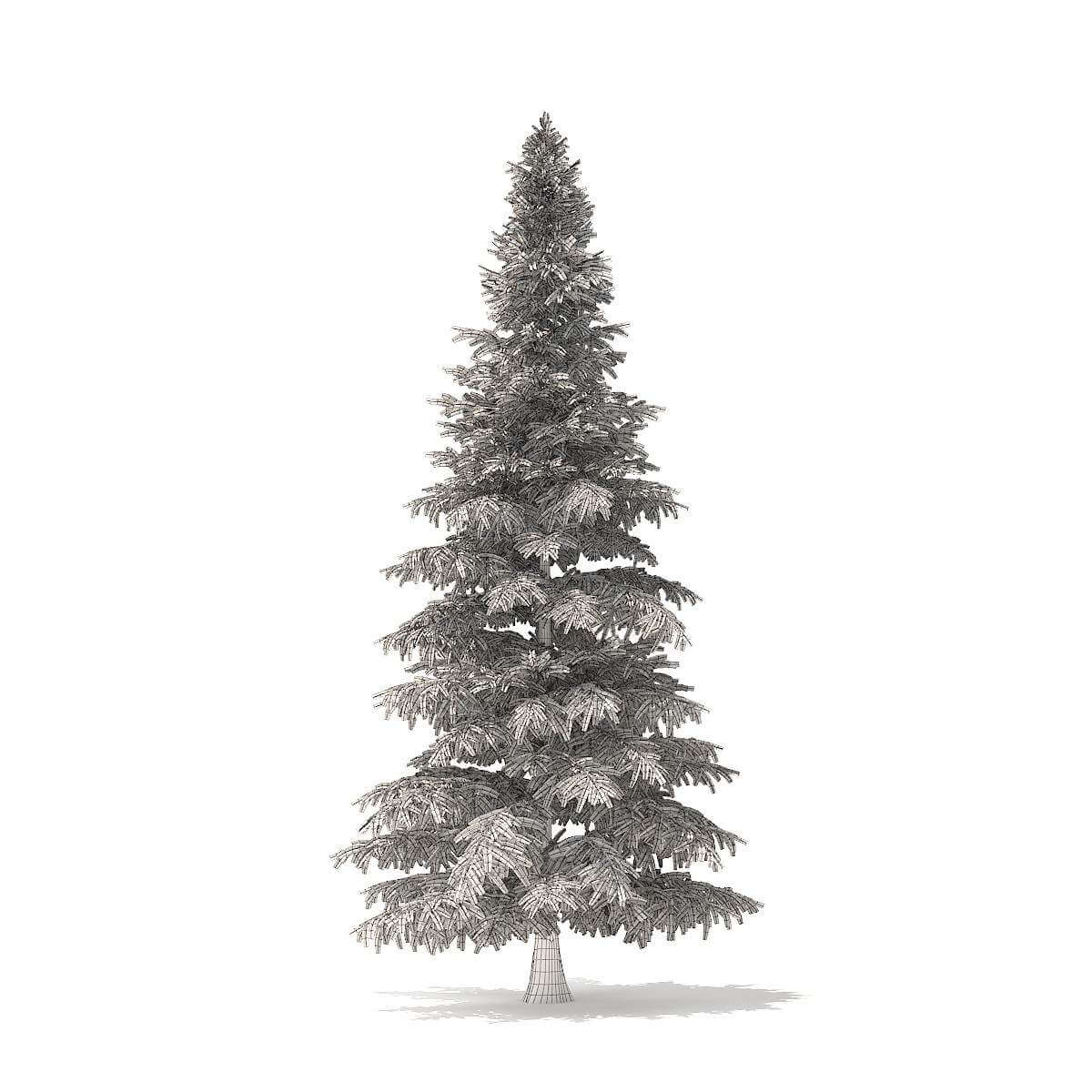 Spruce Tree 8m - 3D Model by cgaxis