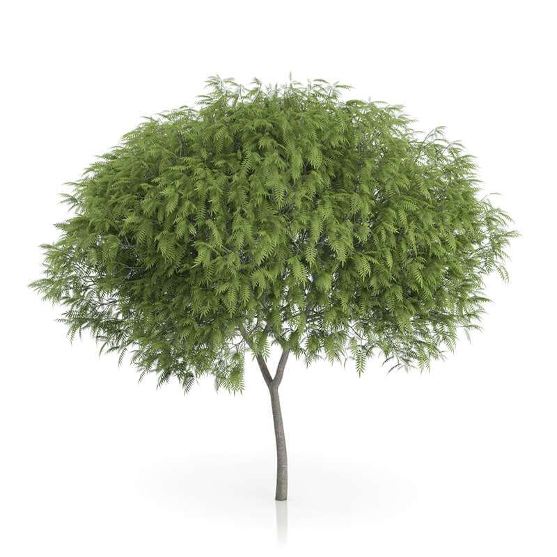 Staghorn Sumac Tree (Rhus typhina) 7.2m - 3D Model by cgaxis