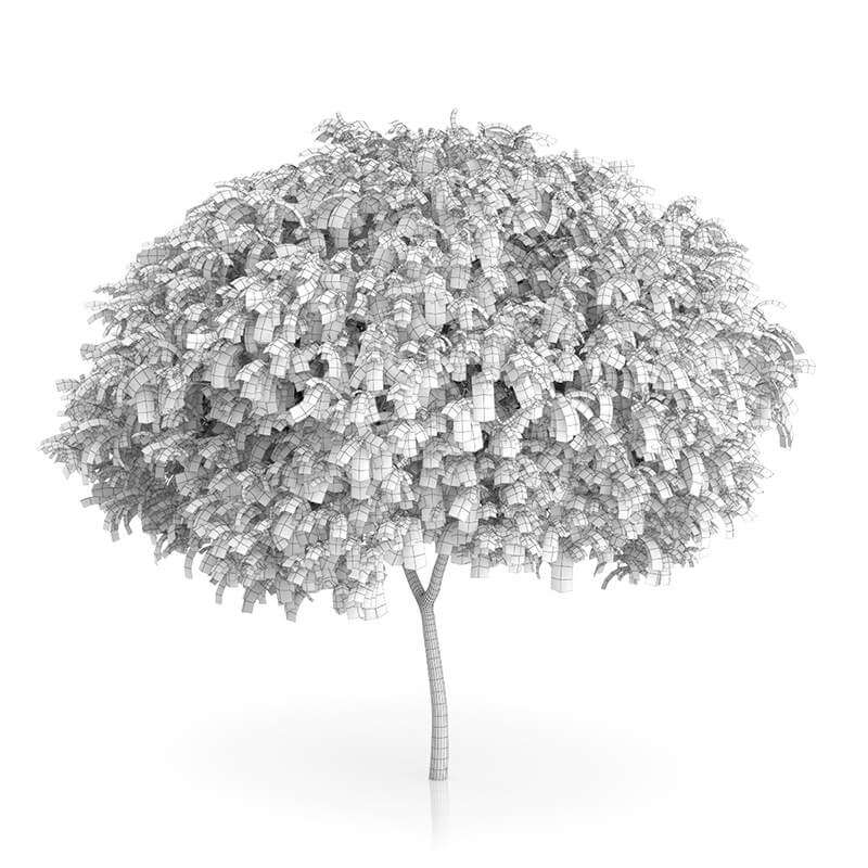 Staghorn Sumac Tree (Rhus typhina) 7.2m - 3D Model by cgaxis