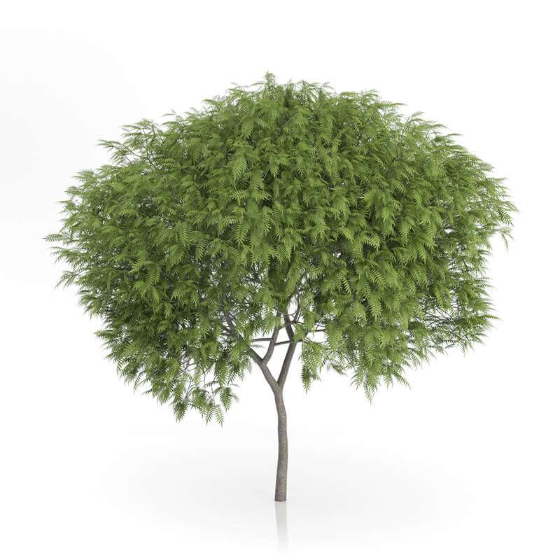 Staghorn Sumac Tree (Rhus typhina) 7.2m - 3D Model by cgaxis