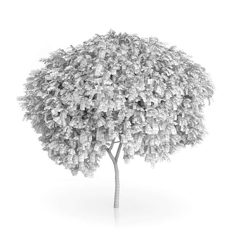 Staghorn Sumac Tree (Rhus typhina) 7.2m - 3D Model by cgaxis