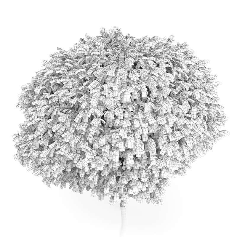 Staghorn Sumac Tree (Rhus typhina) 7.2m - 3D Model by cgaxis